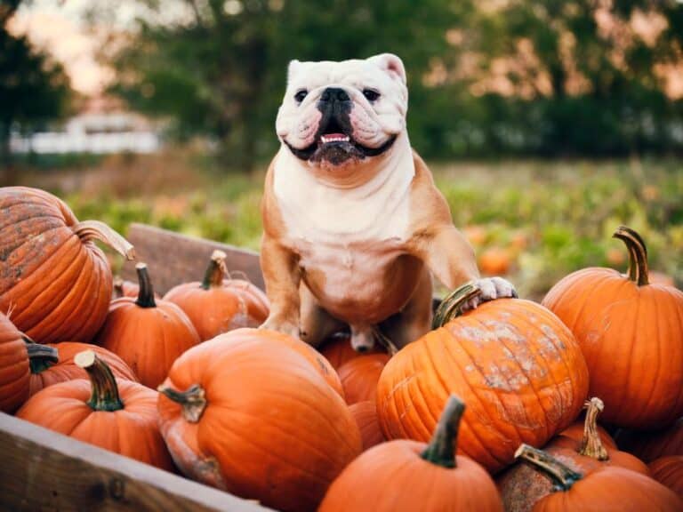 Can Pets Have Pumpkin? | Dallas Highway Animal Hospital